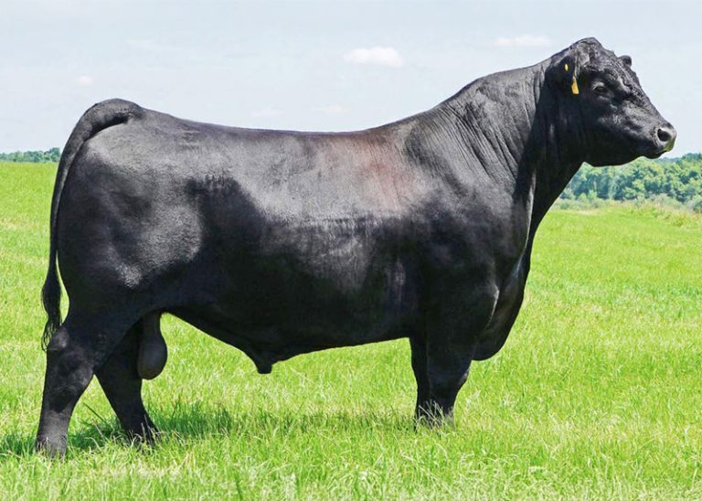 Schiefelbein Executive 1423 - Rooney Angus